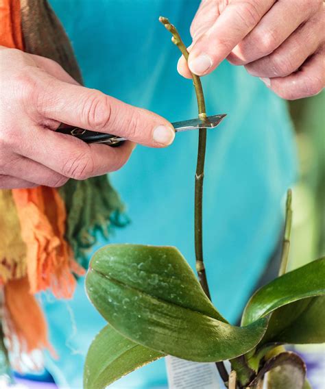 How To Propagate Orchids 4 Methods To Grow Your Collection Gardening Know How