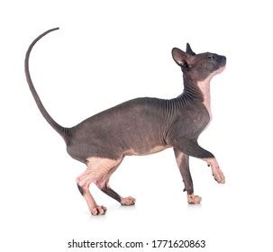 Naked Sphinx Front White Background Stock Photo Shutterstock