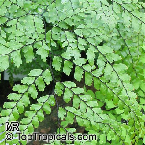 Adiantum Sp Maidenhair Fern