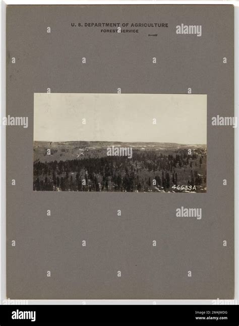 Cattle Grazing General Photographs Relating To National Forests