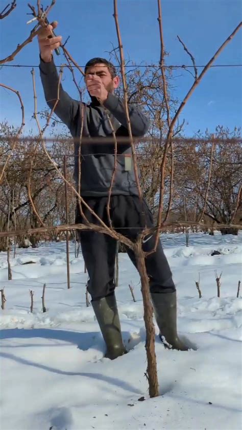 🍇 სასუფრე ყურძენი პრეაბრაჟენიე By მარადმწვანე მცენარეები Facebook