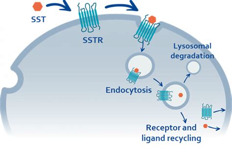 Theranostic In Neuroendocrine Tumors Neuroendocrine System