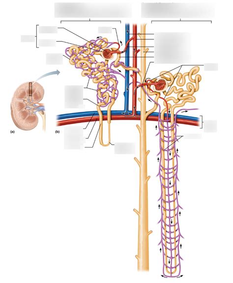 Nephron Loop Diagram Quizlet