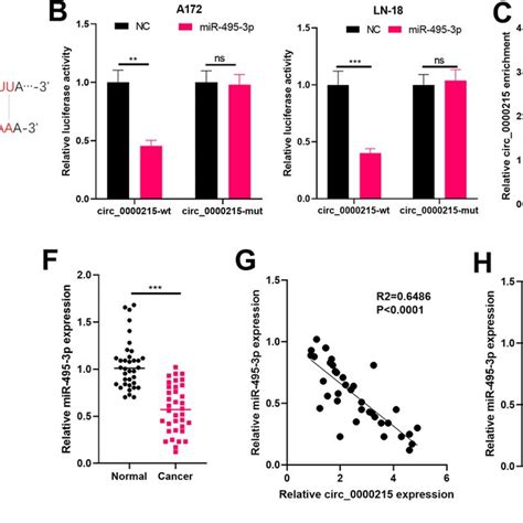 Cxcr2 Is A Functional Target Of Mir 495 3p In Glioma Cells A