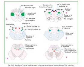 Cranial Nerve Nucleus Wikipedia