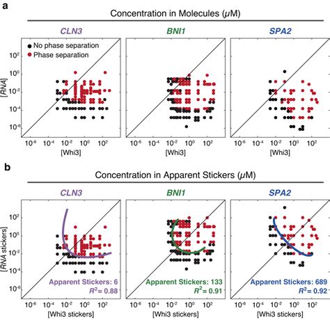 Measured Phase Boundaries For Whi3 Rna Mixtures A Phase Boundaries Download Scientific Diagram
