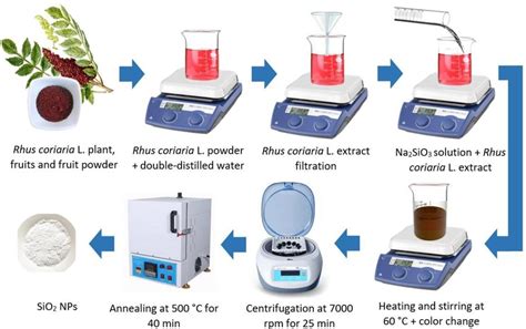 Schematic Diagram Of The Green Synthesis Process Of Sio 2 Nps Using
