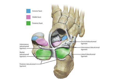 Subtalar Joint Medical Art