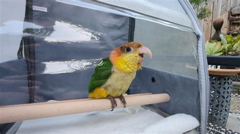 Gizmo Likes His New Backpack R Parrots