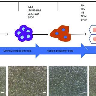 Schematic Diagram Of The Three Stage Strategy To Induce Human MSC Download Scientific Diagram