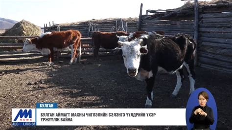 Булган аймагт махны чиглэлийн Сэлэнгэ үүлдрийн үхэр үржүүлж байна 2020 04 28 Youtube