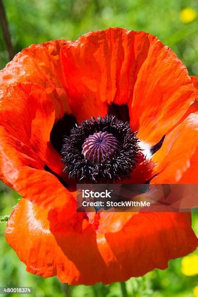 Bunga Biji Poppy Foto Stok Unduh Gambar Sekarang 2015 Alam Biji Istock