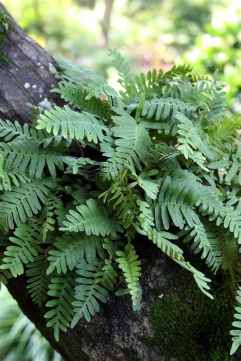 Plants That Had Rather Phyte Than Switch Habits And Habitats Juniper