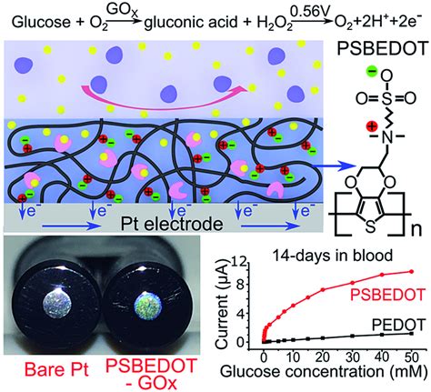Zwitterionic Poly Sulfobetaine 3 4 Ethylenedioxythiophene Psbedot Download Scientific