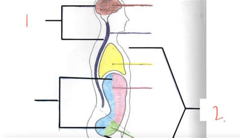 Anatomy Practicum 1 Flashcards Quizlet