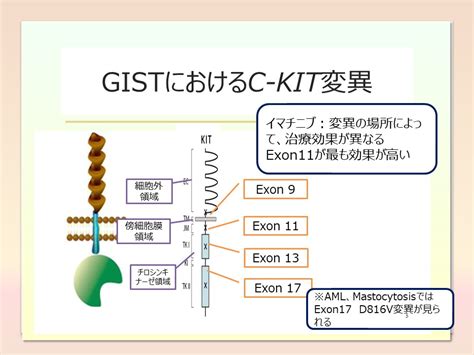 サッカー 運ぶ けん引 Gist C Kit 遺伝子 変異 十一 貫通する 意欲