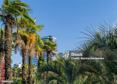 소치 의 도시 공원에서 야자수가있는 이국적인 풍경 푸른 하늘과 현대적인 다층 주거 건물의 배경에 대한 중국 풍차 손바닥 및