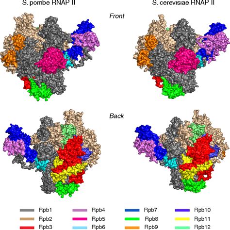 Rna Polymerase Ii Structure