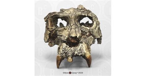 Pierolapithecus Catalaunicus Schedel Model