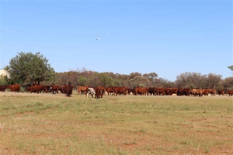 The Southern Rangelands Pastoral Alliance Inc Facebook