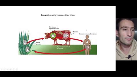 Все жизненные циклы паразитических червей для ОГЭ и ЕГЭ по биологии
