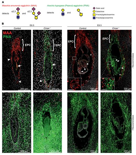 Cmas Embryos Lack Sialylation A Lectin Binding Epitopes For Maa