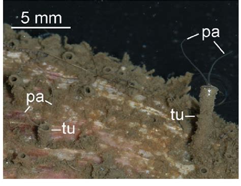 D Carunculata Boring Into Shell Of Yesso Scallop Mizuhopecten