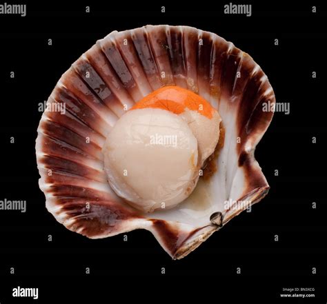 Scallops In Shell Hi Res Stock Photography And Images Alamy