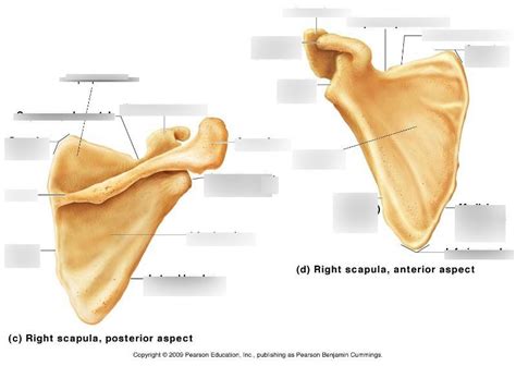 Scapula Anterior Posterior Lateral View Diagram Quizlet The Best Porn Website