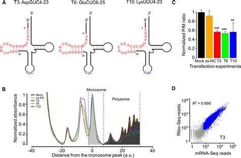 Transfections Of Tsrna Mimics Into S2 Cells Repress Global Download Scientific Diagram