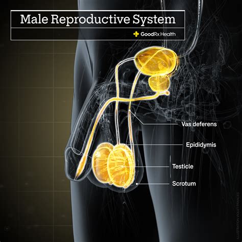 Testicular Self Exam How To Check For Testicular Cancer Goodrx