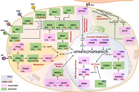 The Biology Of Lung Cancer Clinics In Chest Medicine