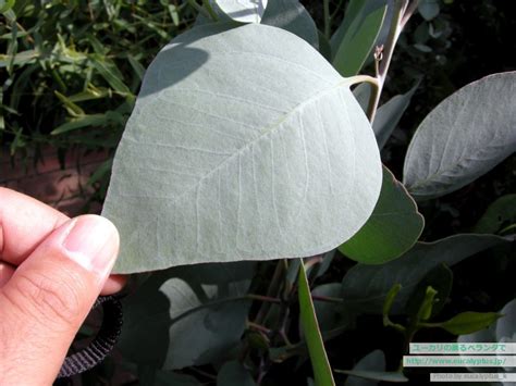 ユーカリの薫るベランダで ユーカリ写真館 ユーカリ・アクセデンス Eucalyptus Accedens