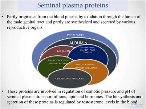 Role Of Seminal Plasma Proteins In Semen By J S Rajoriyappt
