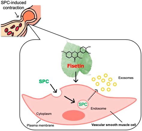 Vascular Smooth Muscle Contraction