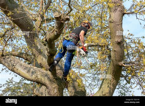 Tree Surgeon Or Arborist Using Safety Ropes And A Chainsaw Up A Tree Stock Photo Alamy