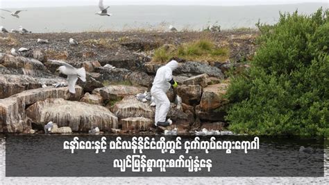 နော်ဝေးနှင့် ဖင်လန်နိုင်ငံတို့တွင် ငှက်တုပ်ကွေးရောဂါ လျင်မြန်စွာကူးစက်ပျံ့နှံ့နေ Youtube