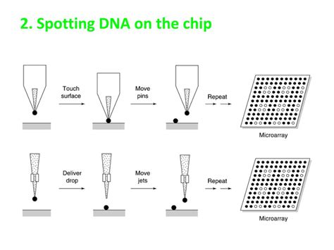 Ppt Microarray Hybridization Powerpoint Presentation Free Download Id 6313098