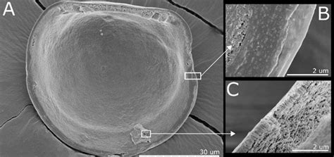 Bivalve Larval Shell Example Imaged Using Scanning Electron Microscopy Download Scientific