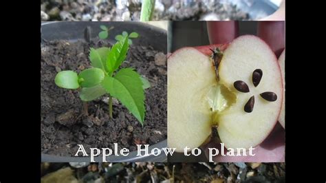 Apple Seedling Growth