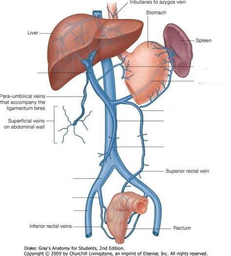 Ivcbranches Of The Ivc Anatomy Diagram Quizlet