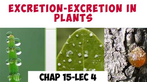 Excretion Excretion In Plants Biology 12th Chap 15 Lec 4 YouTube