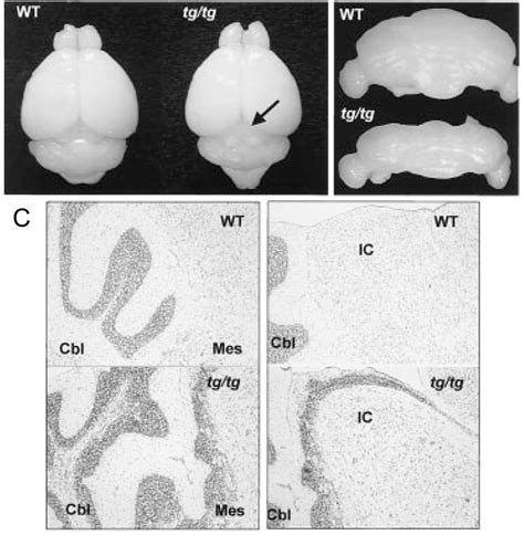 Gross Morphology And Histology Of The Homozygous Mutant Tgtg Mice