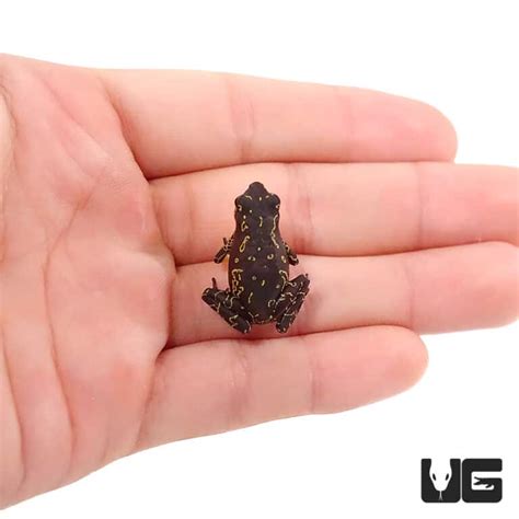 Yellow Harlequin Toad Atelopus Barbotini For Sale Underground Reptiles