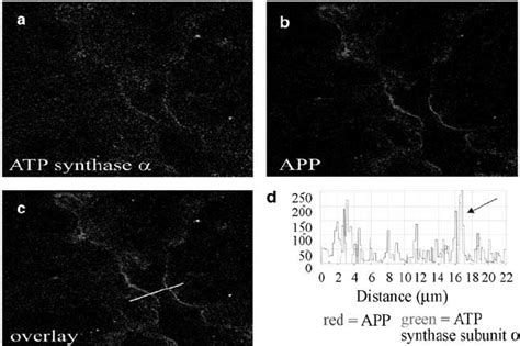 Atp Synthase Subunit A Partially Colocalizes With App At The Cell Download Scientific Diagram