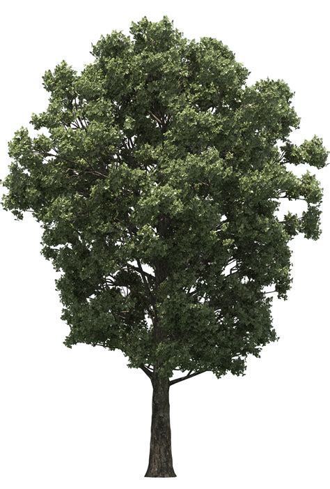 Tree PNG Transparent Images For Photoshop
