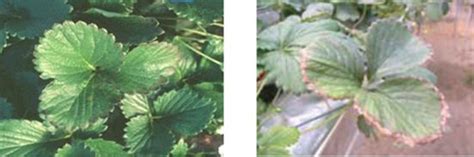 딸기 영양생리장해 마그네슘결핍 과잉 네이버 블로그