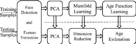 Figure 1 From A New Biologically Inspired Active Appearance Model For Face Age Estimation By