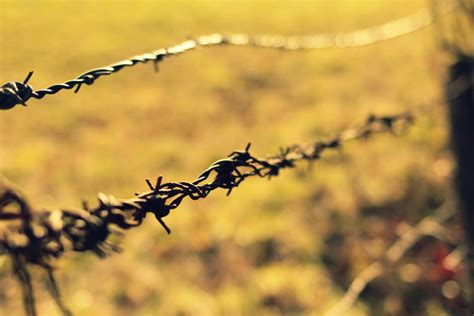 картинки дерево природа трава филиал забор растение Солнечный лучик утро лист падать