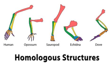 Homologous Structures Wise Ways To Study